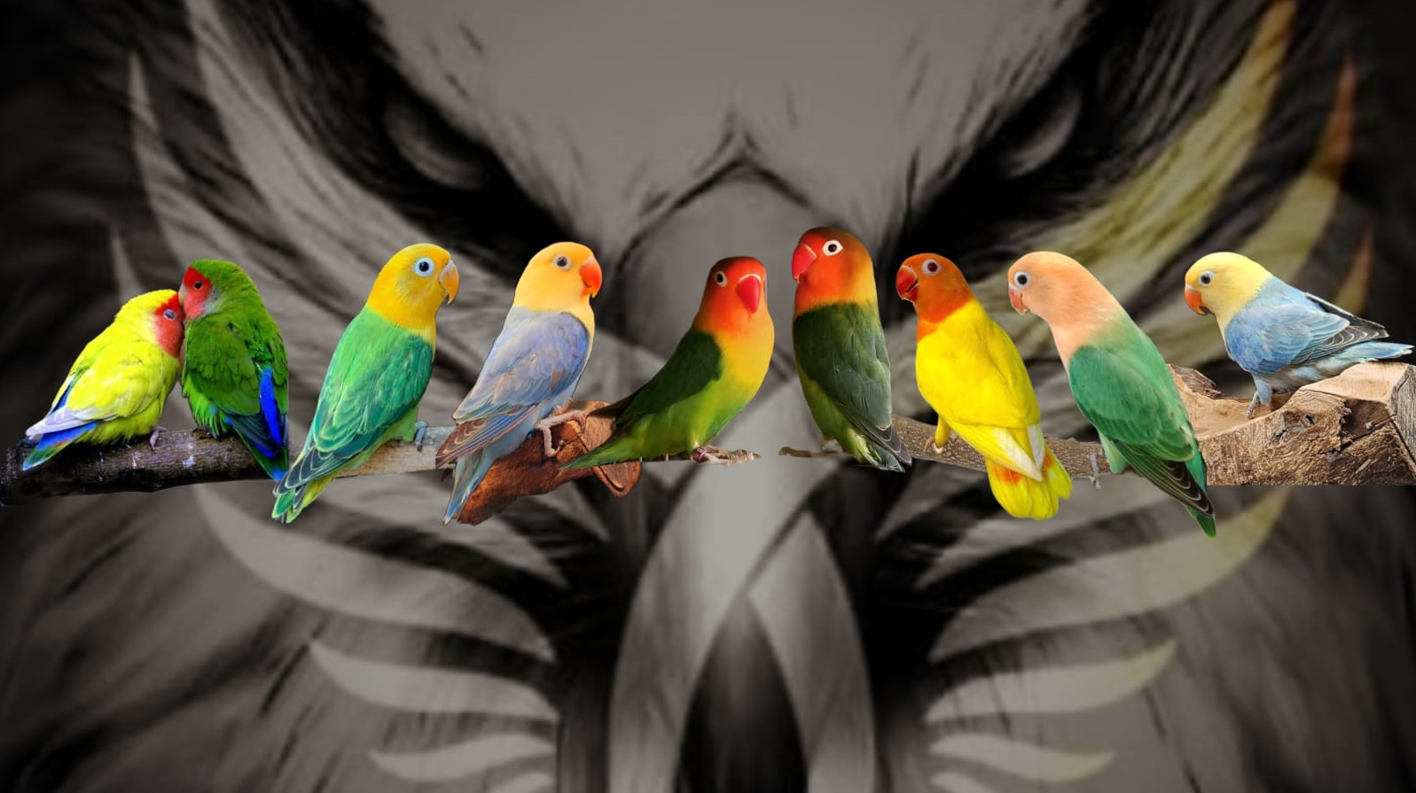 lovebird colors, genetics and mutations - Ladybirduae Aviary