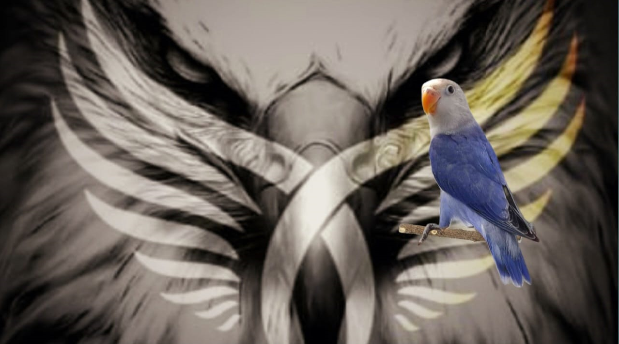 double factor fischer lovebird mutations - Ladybirduae Aviary