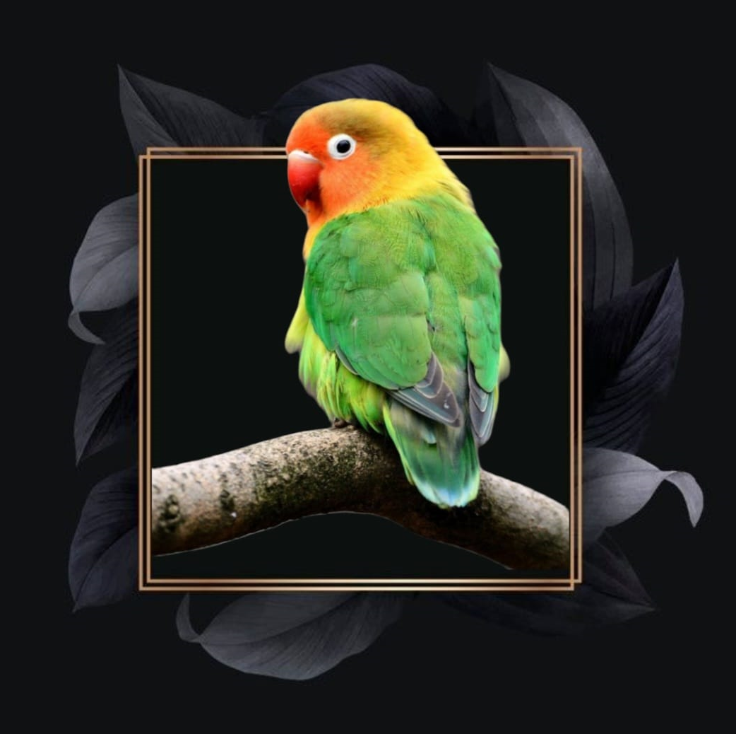 LIST OF LOVEBIRD SPECIES - Ladybirduae Aviary
