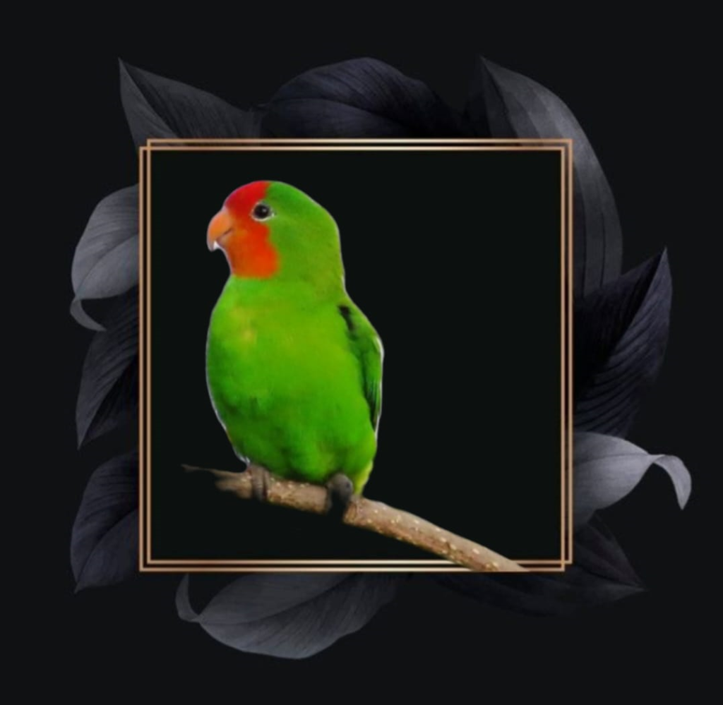 LIST OF LOVEBIRD SPECIES - Ladybirduae Aviary