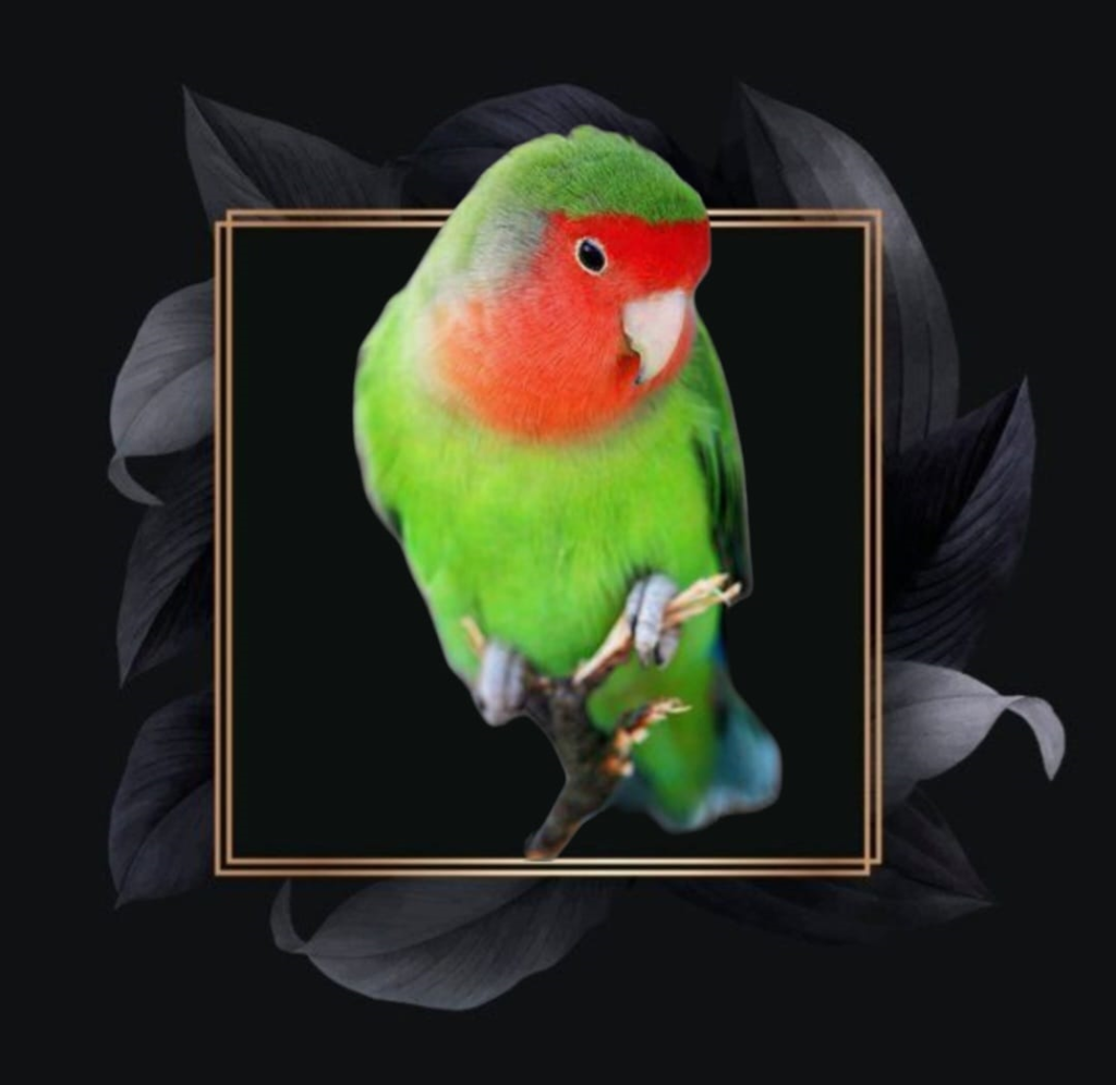 LIST OF LOVEBIRD SPECIES - Ladybirduae Aviary