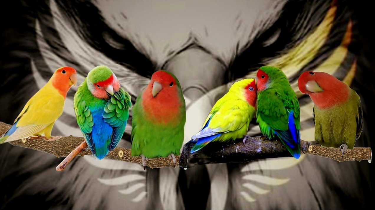 green roseicollis normal wild type - Ladybirduae Aviary