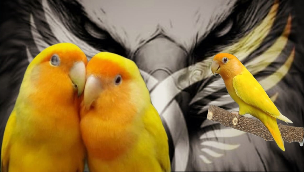 All About Lovebird - Ladybirduae Aviary