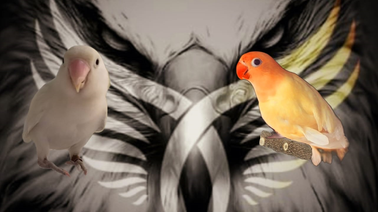 dark eyed clear fischer lovebird - Ladybirduae Aviary