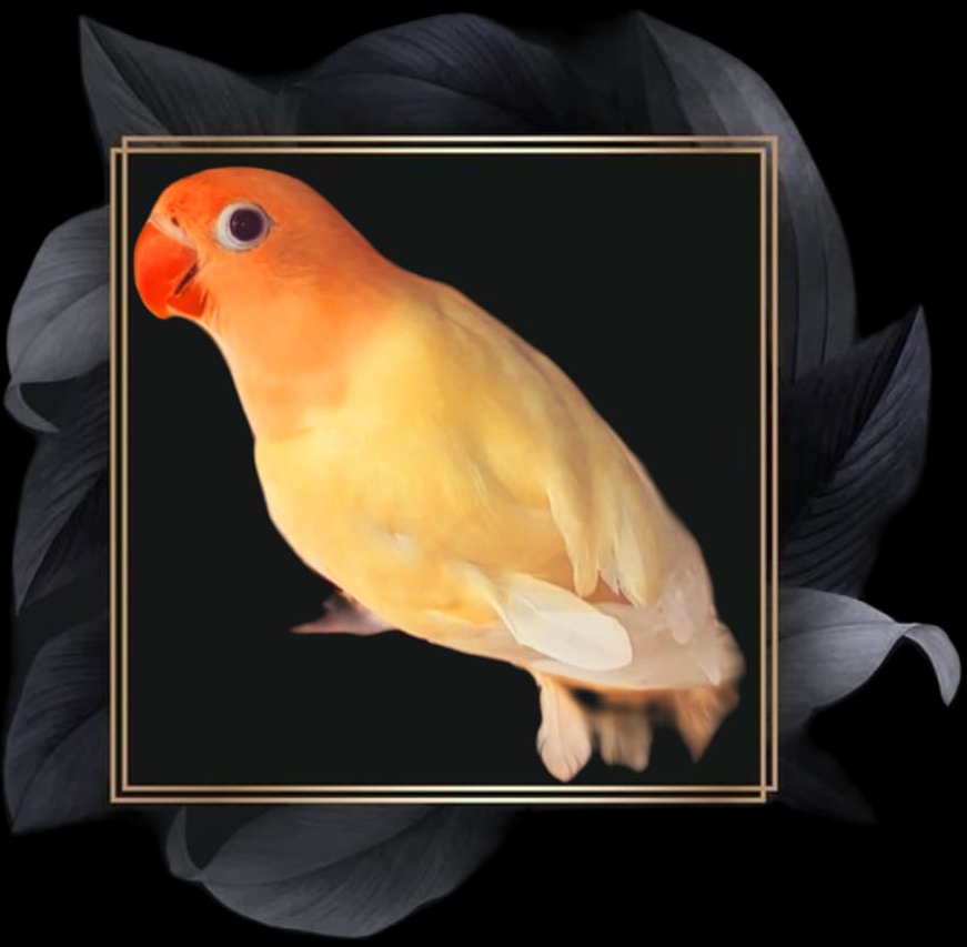 dark eyed clear fischer lovebird - Ladybirduae Aviary