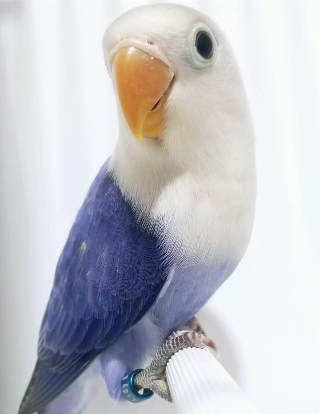 violet fischer lovebird - Ladybirduae Aviary