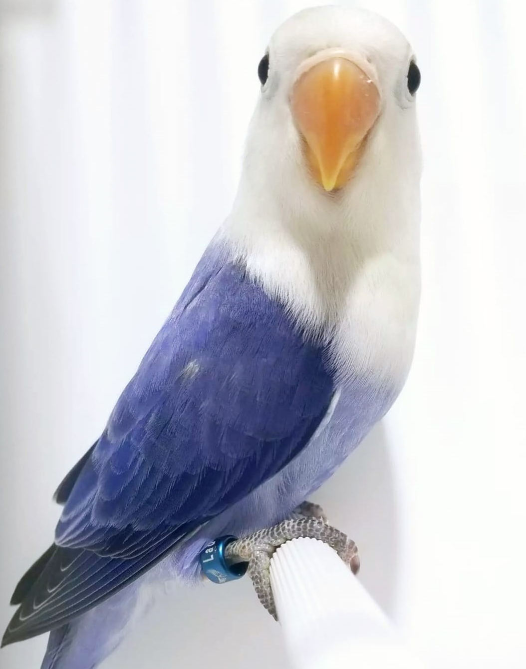 violet fischer lovebird - Ladybirduae Aviary