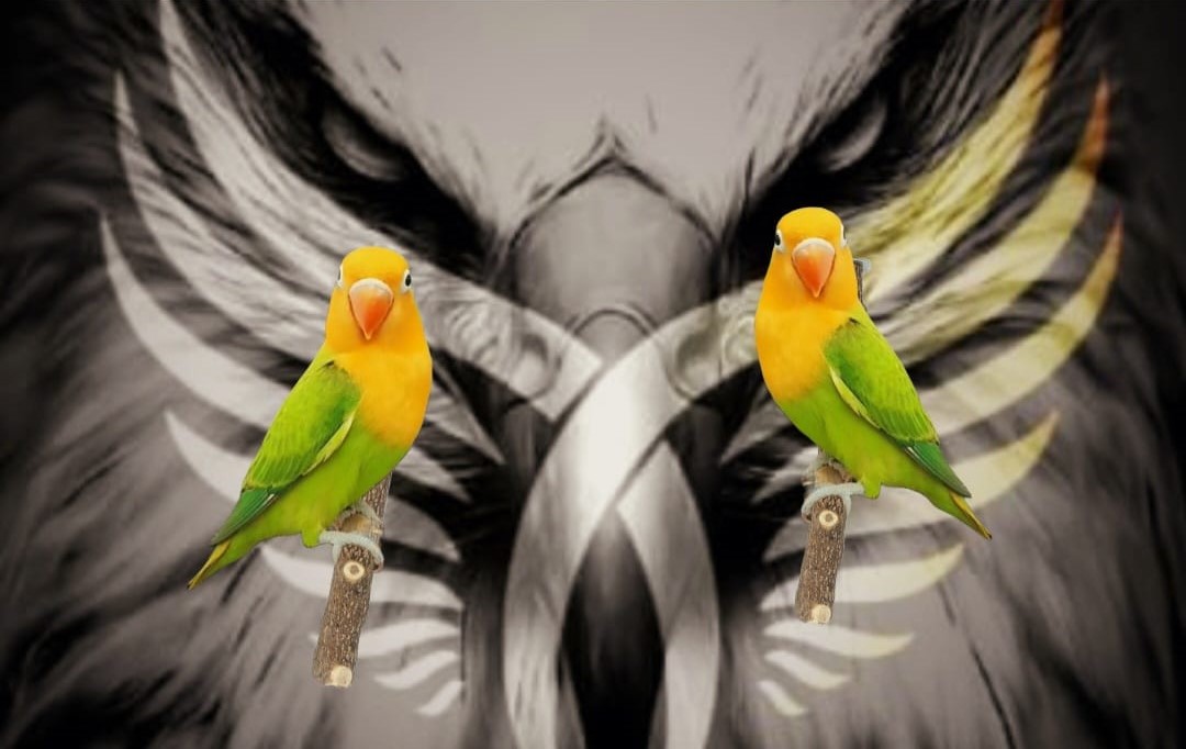 Australian Yellow Face Fischer Lovebird - Ladybirduae Aviary